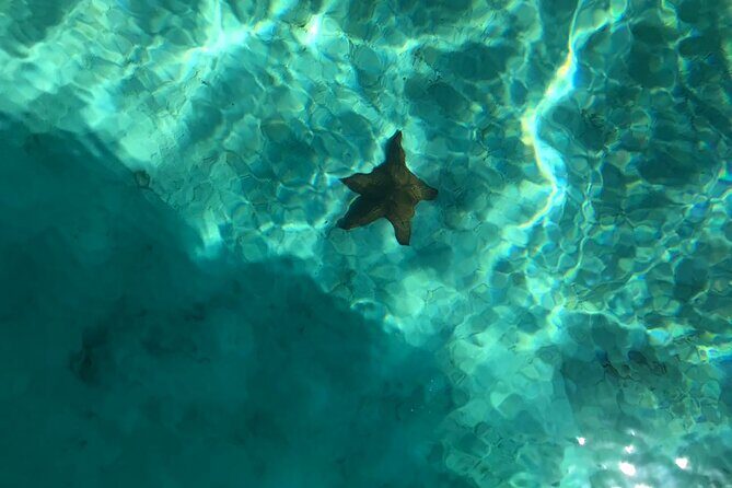 Full-Day Saona Island Escape  Beaches, Adventure, Paradise Vibes - FAQ