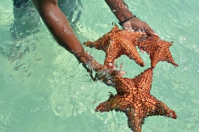 Full Day Saona Island Excursion with Lunch from Punta Cana - An In-Depth Look at the Saona Island Experience