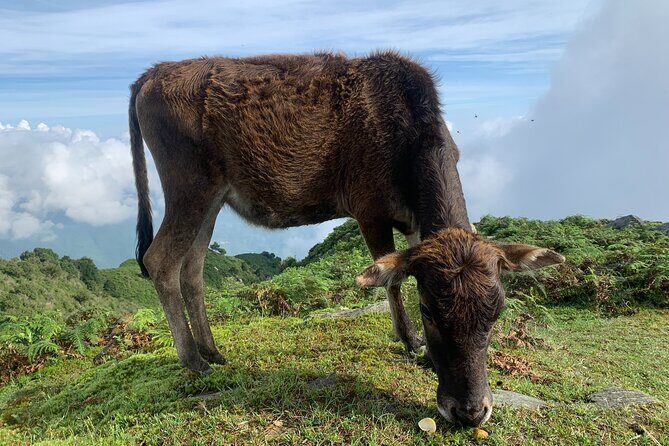 Full Day Sapa Cow Hill Trekking Tour - FAQ