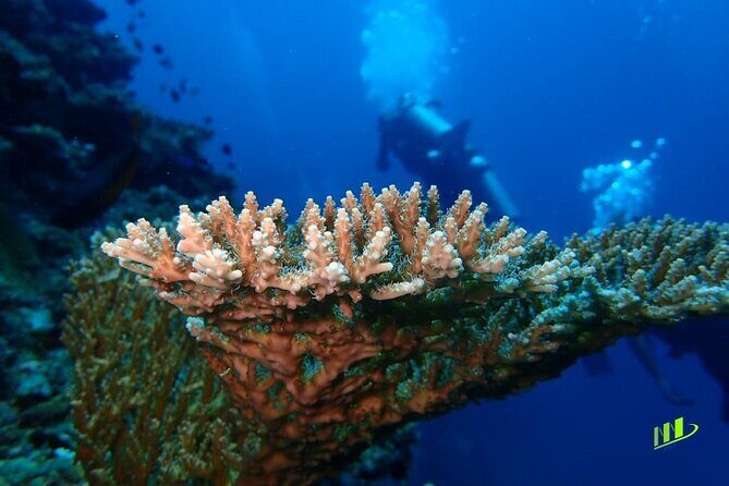 Full-Day Scuba Diving Experience of USAT Liberty in Tulamben - Who Should Consider This Tour?