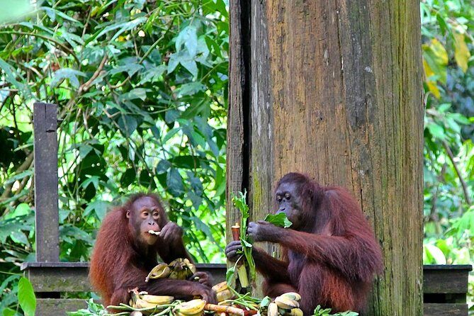 Full-Day Sepilok Orangutan and Proboscis Monkey from Sandakan or Kota Kinabalu - FAQ