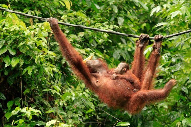 Full-Day Sepilok Orangutan and Sandakan City Trail from Kota Kinabalu - Final Thoughts: Who Should Book This Tour?