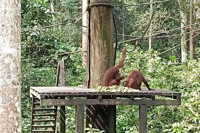 Full-Day Sepilok Orangutan and Sandakan City Trail from Kota Kinabalu - FAQs