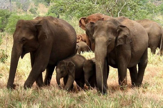 Full Day Shared Safari at Yala National Park by Yala La Safari Tours - Key Points