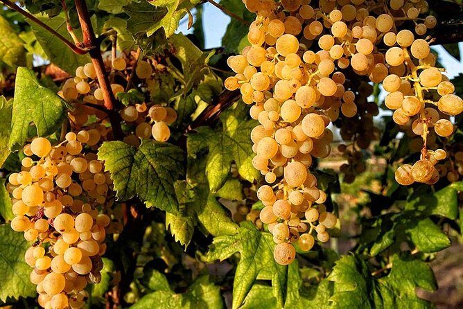 Full Day Small Group Pompeii Tour from Sorrento with Local Wine Tasting - Authentic Reviews and What Travelers Say