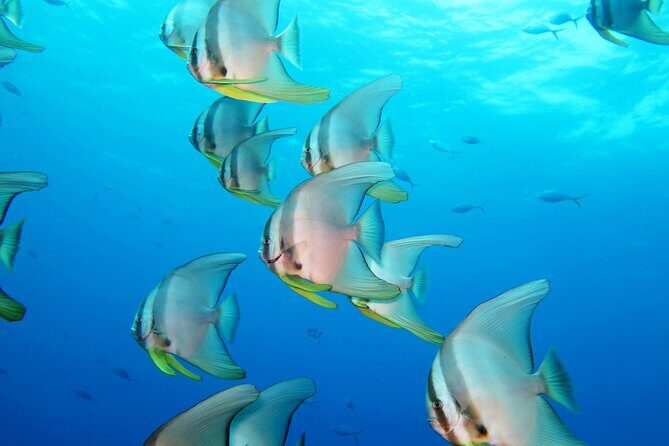 Full Day Snorkeling Course in Koh Chang with Lunch - Authentic Experiences from the Reviews