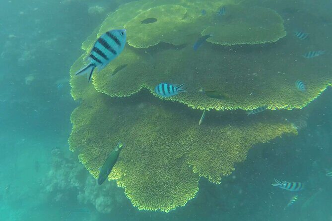 Full Day Snorkeling in Perhentian Island - What Travelers Are Saying