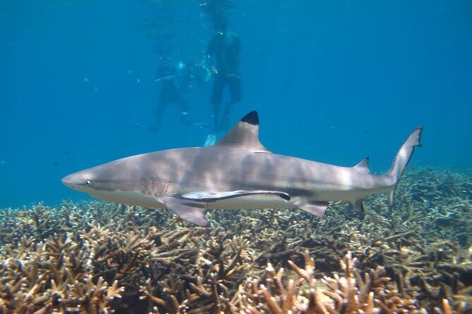 Full Day Snorkeling in Perhentian Island - Practical Considerations and Final Thoughts