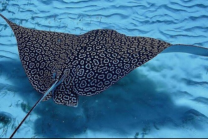 Full-Day Snorkeling Tour to Culebra Island with Lunch - The Bottom Line: Who Will Love This Tour?