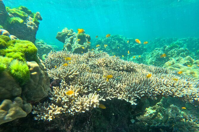 Full Day Snorkeling Tour to KohRok and KohHaa from KohLanta - Authentic Experiences and Traveler Feedback