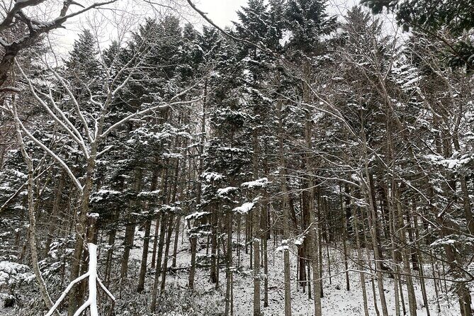 Full Day Snowshoeing Adventures with Onsen. - Reviews and Authentic Insights