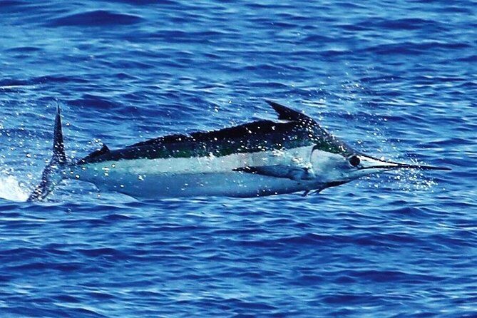 Full Day Sportsman/Enthusiast Charter - Final Thoughts
