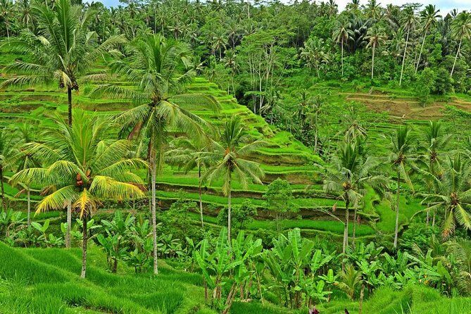 Full Day Surface of Ubud Private Tour - A Deep Dive Into the Full Day Ubud Experience