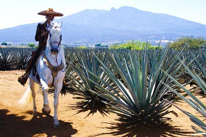 Full-Day Tequila, Jalisco from Puerto Vallarta with Tequila Experience - Who Should Take This Tour?