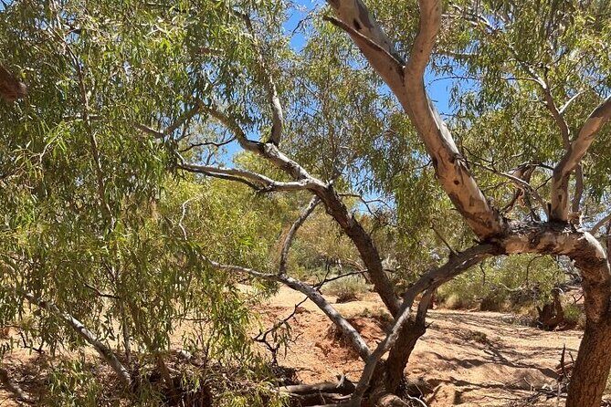 Full day The Painted Desert Tour in Outback South Australia - The Full Experience: A Detailed Breakdown