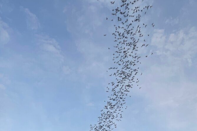 Full day tour by bicycle & tuk tuk,bamboo train,bat cave,villages - Why this Tour Offers Excellent Value