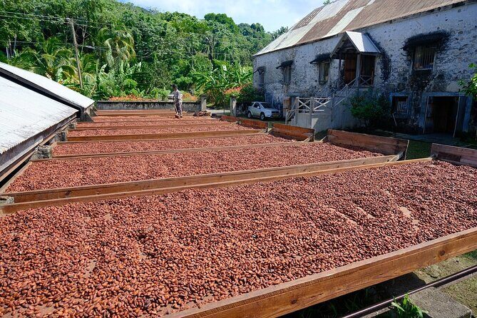 Full-Day Tour: Concord Waterfall, Chocolate Factory, Rum Distillery, Grand Etang - An In-Depth Look at the Tour Experience