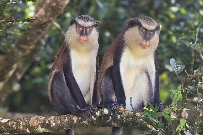 Full-Day Tour: Concord Waterfall, Chocolate Factory, Rum Distillery, Grand Etang - Who Will Benefit Most?