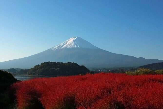 Full Day Tour in Mount Fuji and Oishi Park with Fruit Picking - FAQ
