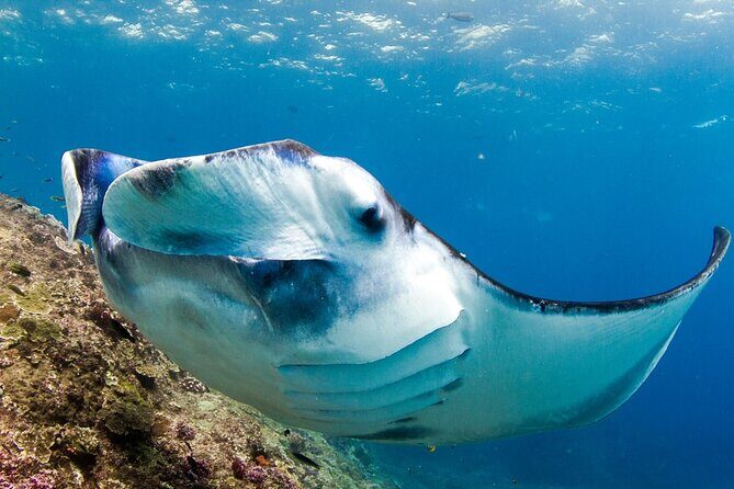 Full-Day Tour in Nusa Penida Island + Snorkeling Experience - Frequently Asked Questions