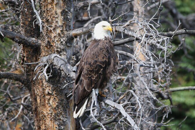 Full Day Tour in Rocky Mountain National Park Lunch Included - Authentic Experiences and Genuine Insights