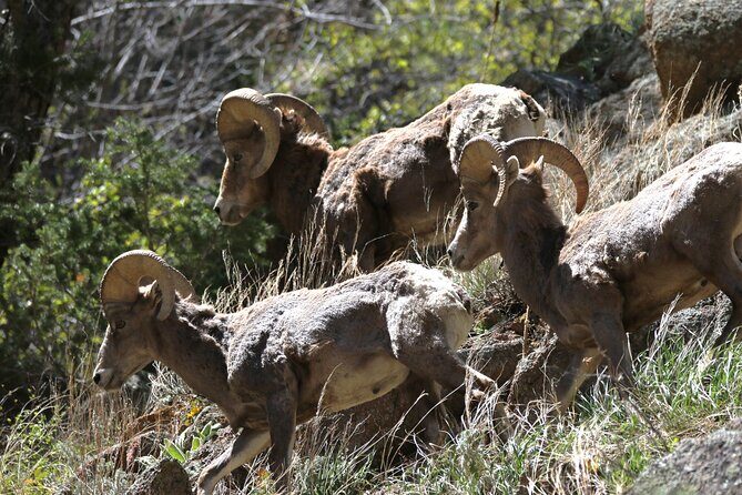 Full Day Tour in Rocky Mountain National Park Lunch Included - Who Should Consider This Tour?