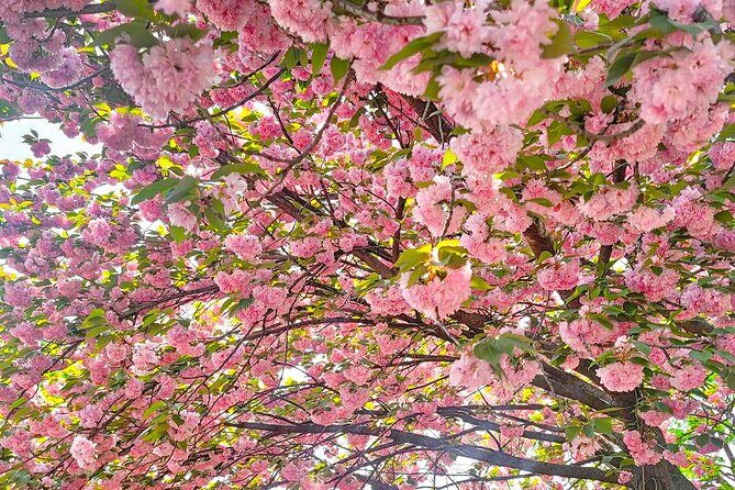 Full Day Tour Jeonju Hanok Village, Wansan Park and Gakwonsa - Exploring the Day in Detail