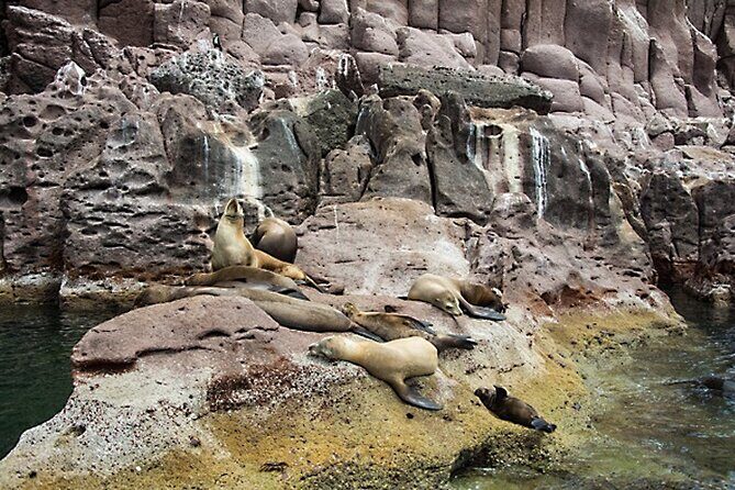 Full-Day Tour Nature Experience at Isla Espiritu Santo! Sea Lions - The Sum Up