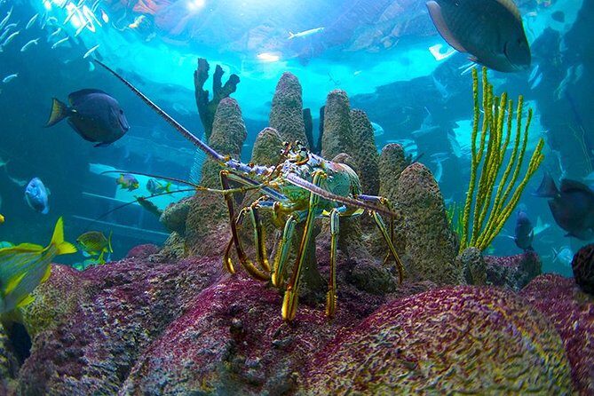 Full-Day Tour of Florida Keys Including Aquarium Encounters from Key West - What We Love About This Tour