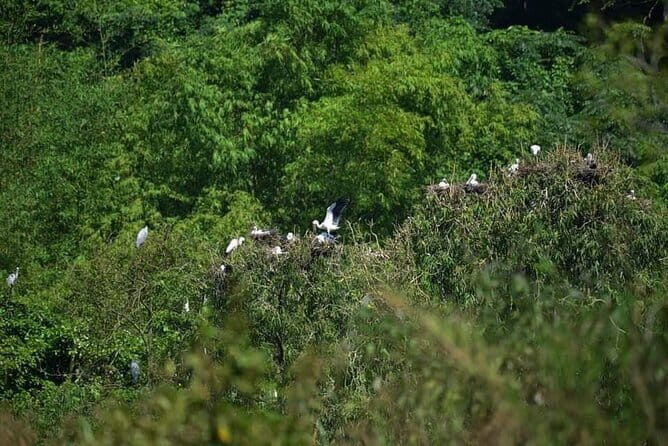 Full Day Tour Of Ninh Binh From City Center Tam Coc Or Trang An - What Reviewers Say