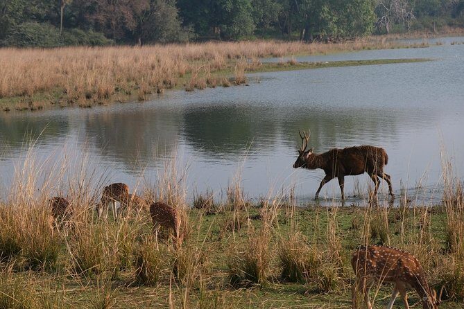 Full-Day Tour of Ranthambore from Jaipur - FAQs