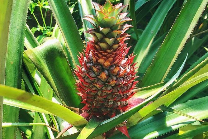 Full-Day Tour Old Goa Dudhsagar Falls and Spice Plantation - Old Goa: A Brief Glimpse of Heritage