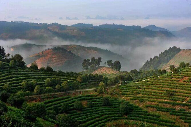 Full-day Tour: Spectacular Sunrise, Tea Plantation & Sunset - FAQ