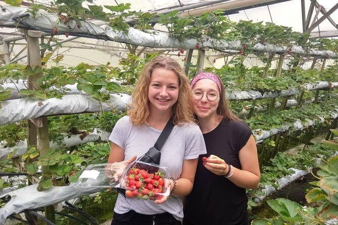 Full Day Tour to Cameron Highlands with Batu Caves Stopover - Experience Logistics and How It Affects Your Day