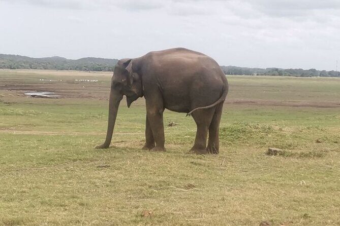Full day tour to Dambulla, Sigiriya, Elephant Safari from Colombo - Final Thoughts: Who Will Love This Tour?