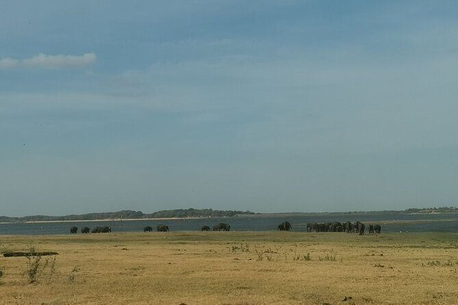 Full day tour to Dambulla, Sigiriya, Elephant Safari from Colombo - FAQs