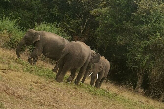 Full day tour to Dambulla, Sigiriya, Elephant Safari from Colombo - Final Word