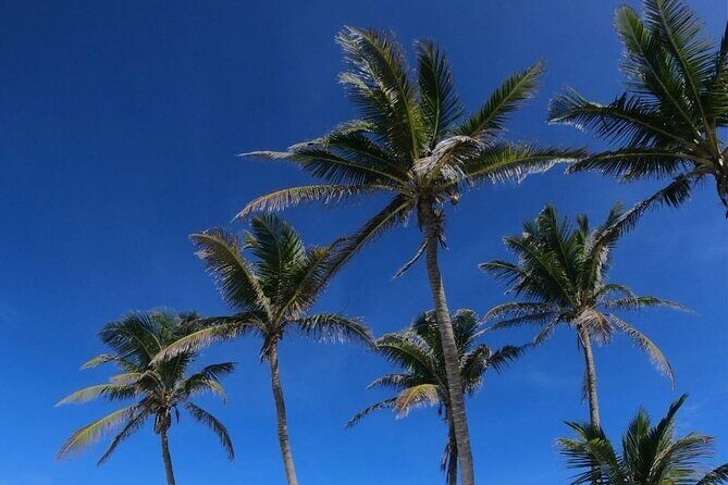 Full Day Tour to Isla Contoy and Isla Mujeres from Cancun - Food, Drink, and Other Inclusions