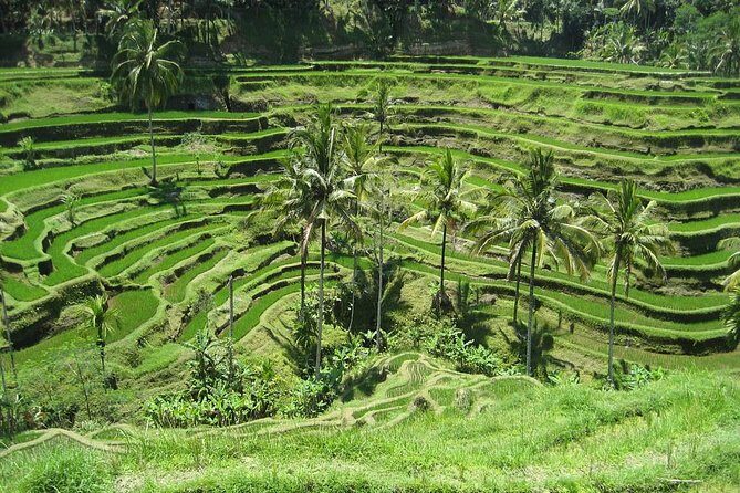 Full day tour to Kintamani and Ubud Excursion - FAQ