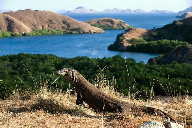 Full Day Tour to Komodo Island By Speed Boat to explore 6 destinations - Key Points