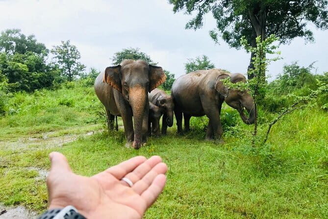 Full Day Tour to Sigiriya, Dambulla and jeep Safari from Colombo - Key Points