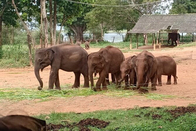 Full Day Tour to Udawalawe Safari and Ella - Introduction