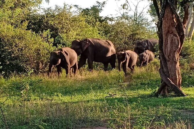 Full Day Tour to Udawalawe Safari and Ella - Key Points