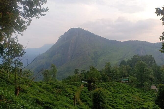 Full Day Tour to Udawalawe Safari and Ella - Who Will Love This Tour