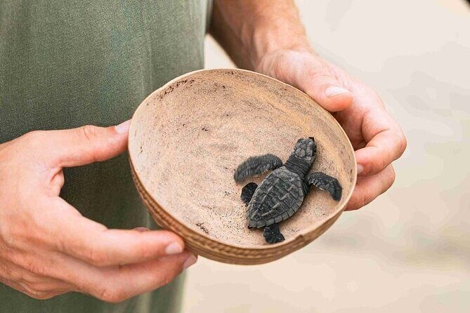 Full Day Tour Turtle Release and Bioluminescence - Key Points