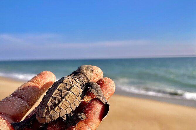 Full Day Tour Turtle Release and Bioluminescence - An In-Depth Look at the Tour Experience