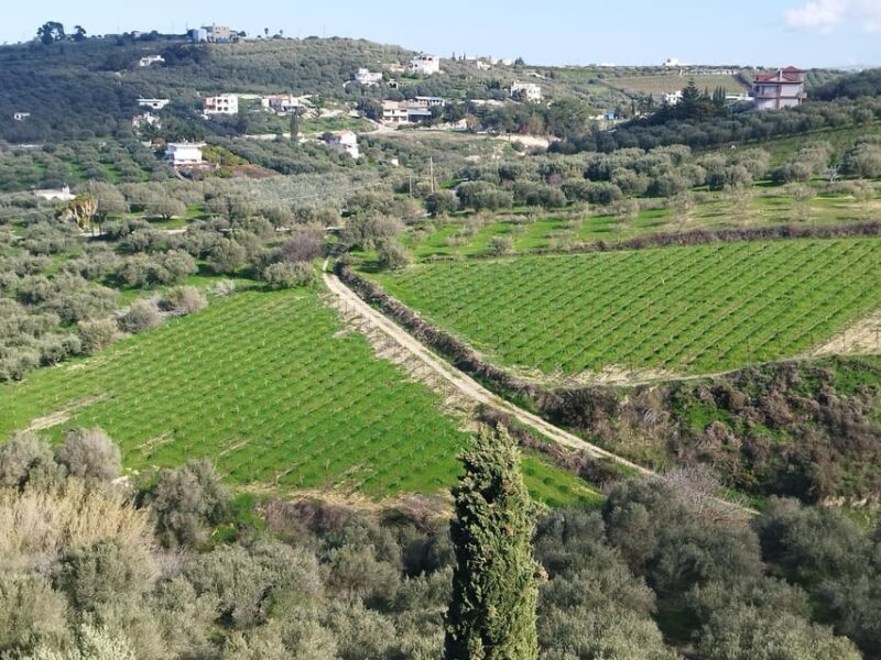 Full day tour:Knossos,Koronekes Olive mill,Lyrarakis winery - FAQ