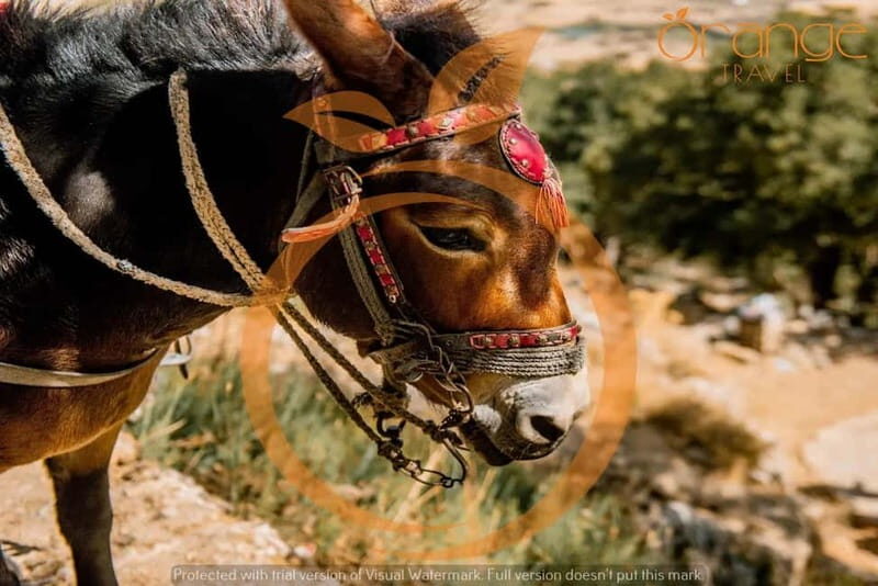 Full-Day Tour:Lasithi Plateau -Mythology Park&Knossos Palace - Key Points