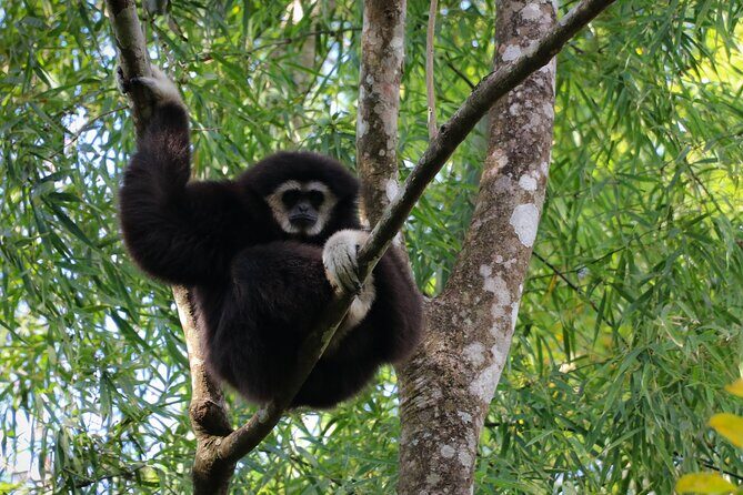 Full-Day Trekking and Sightseeing Tour in Mae Kampong - FAQ