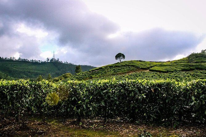 Full Day Trekking Tour In Munnar - Key Points